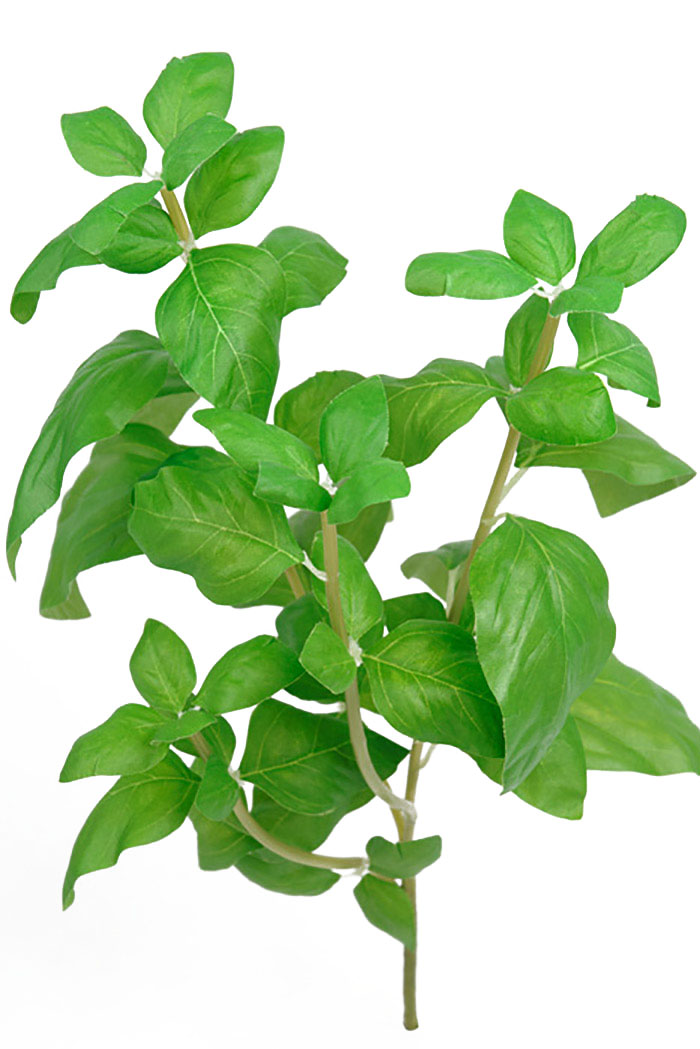 Basil Sprig 38cm - Vegetables Salad